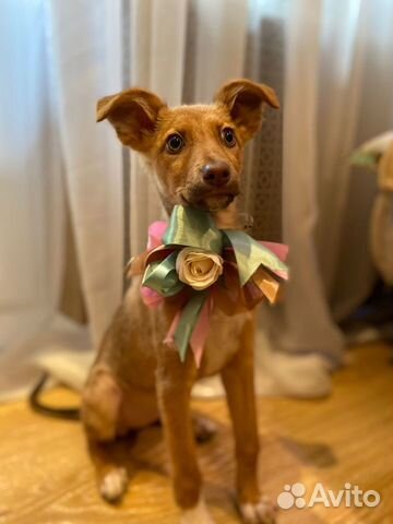 Щенок в добрые руки девочка