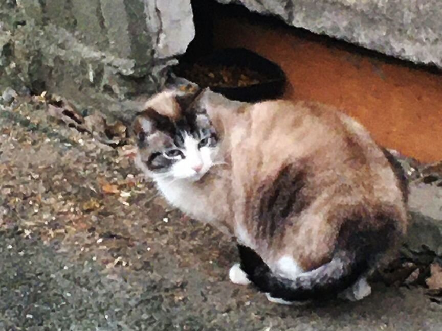 Тайский кот бесплатно