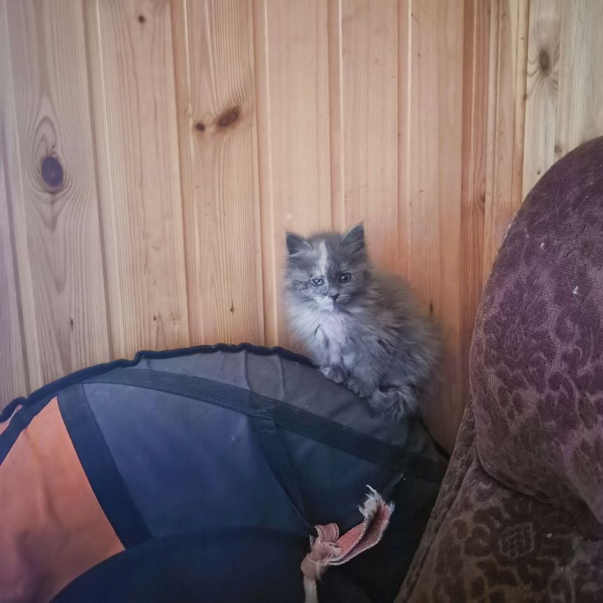Котенок