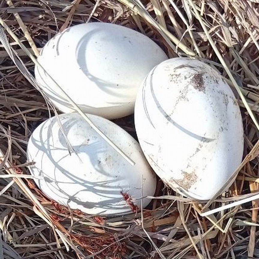 Гусиное яйцо на инкубацию