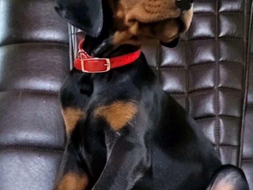 Добер дети. Мощь и грация. РКФ