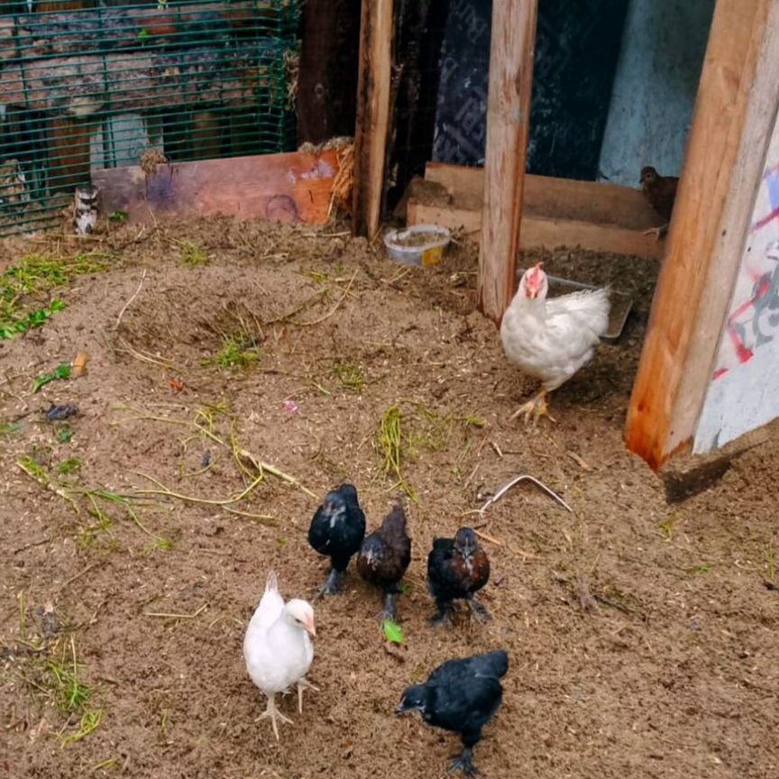 Цыплята несушки подрощенные