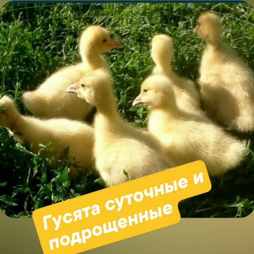 Домашняя птица