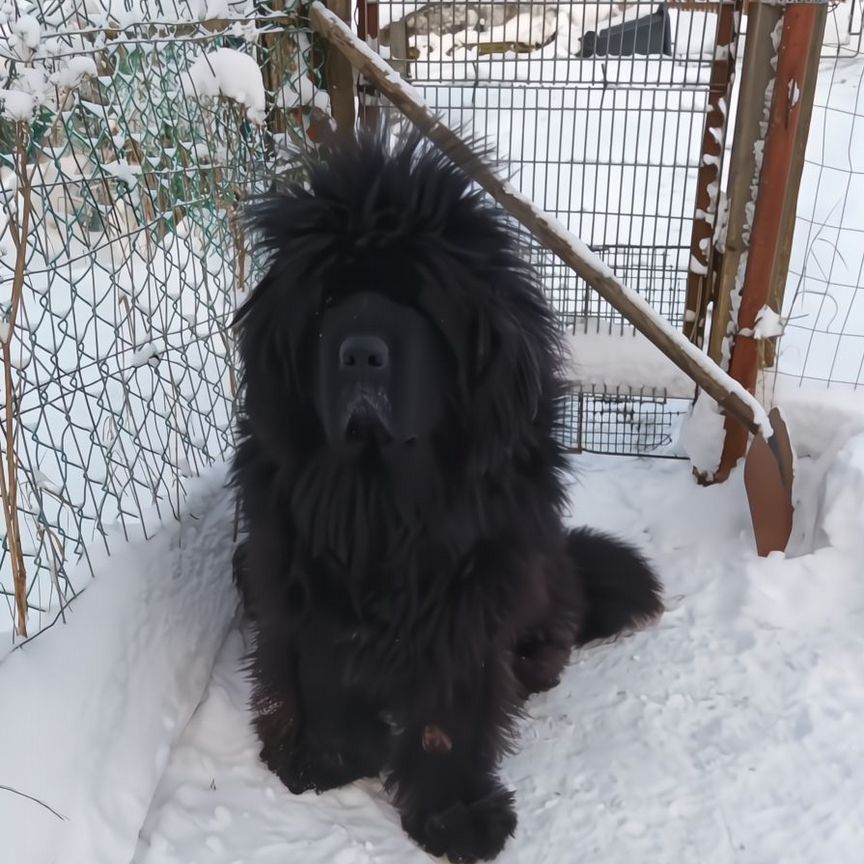 Ньюфаундленд, взрослый пёс