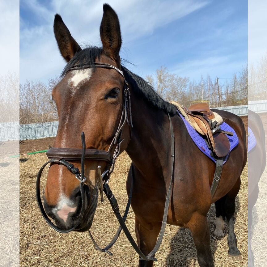 Оголовье для лошади