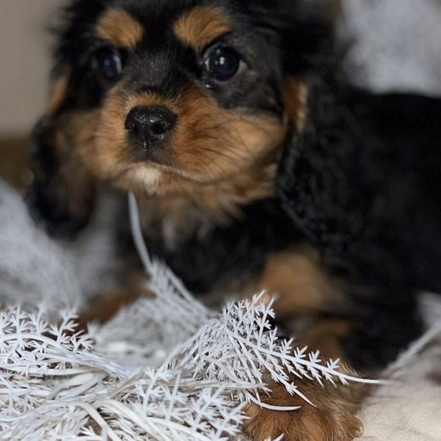 Кавалер кинг чарльз спаниель девочка