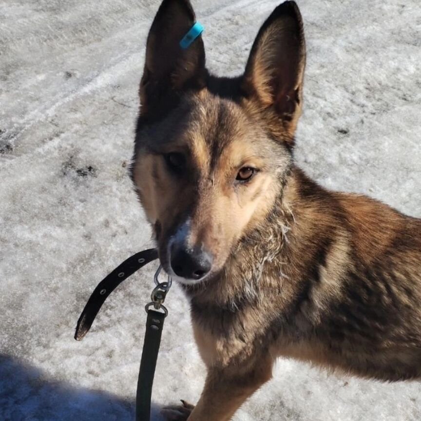 Молодой пёсик полгода живёт в маленьком вальере