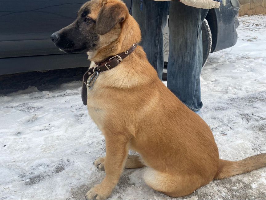 Щенок привитый милаш