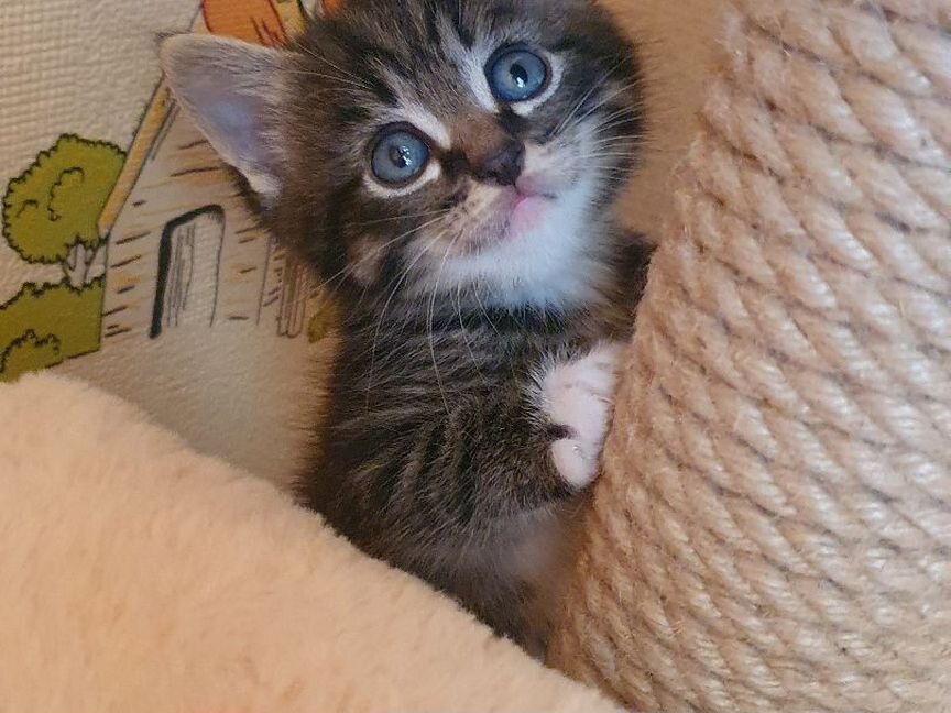 Котёнок