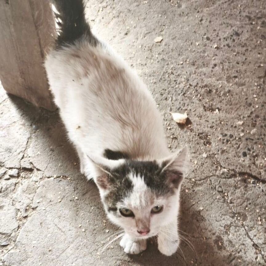 Отдам кота в добрые руки