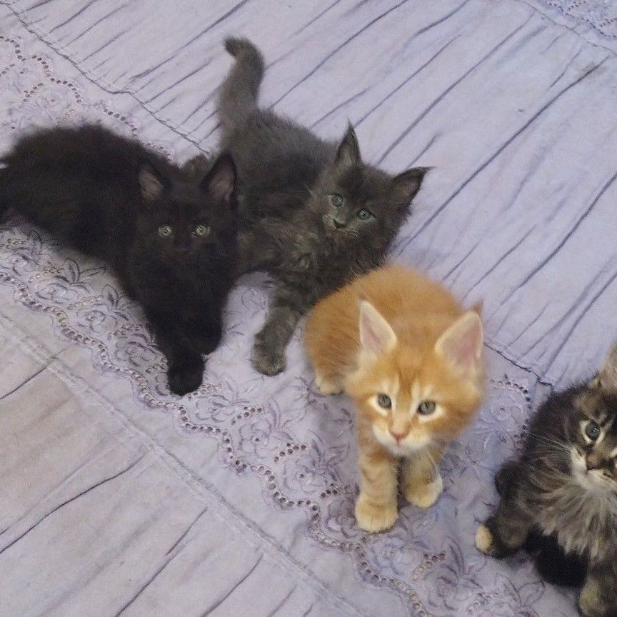 Котята мейн-кун