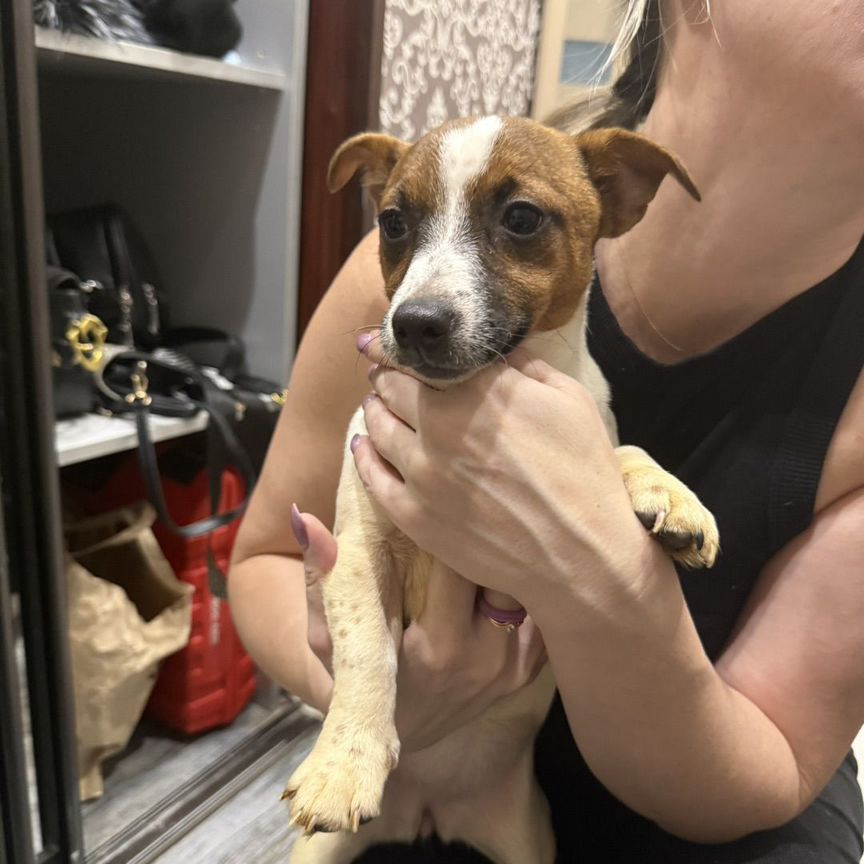 Джек-рассел-терьер, щенок