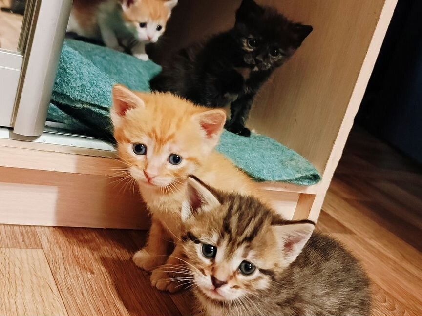 Котенок в добрые руки