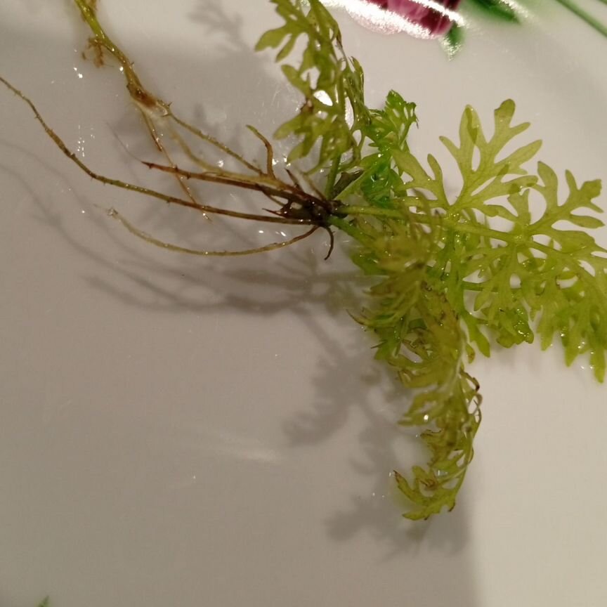 Аквариумное растение