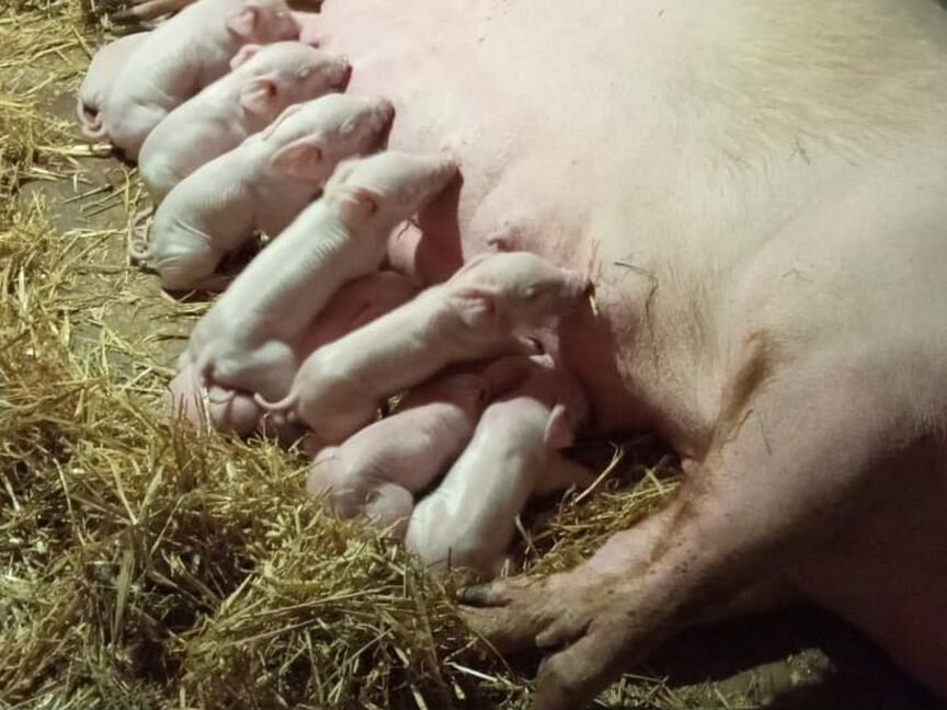 Жидкие поросята