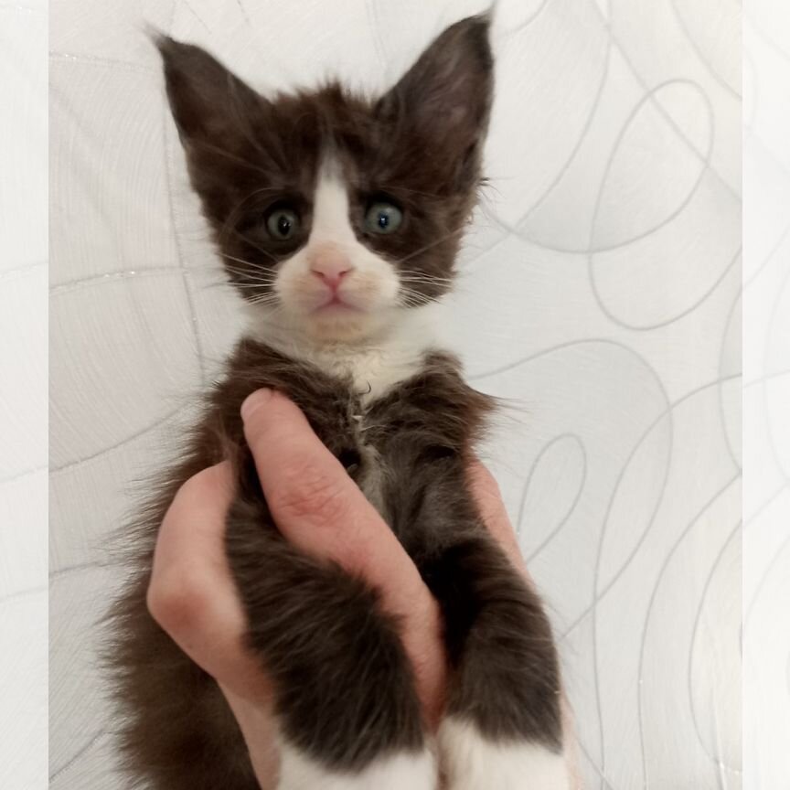 Мейн-кун котёнок