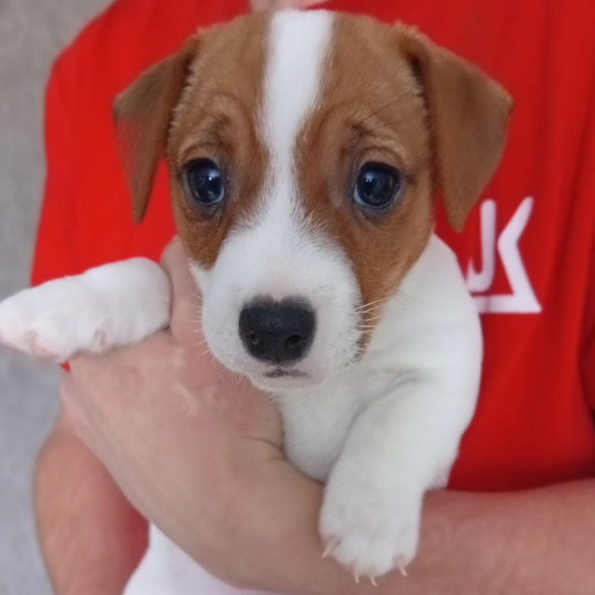Джек-рассел-терьер, щенок