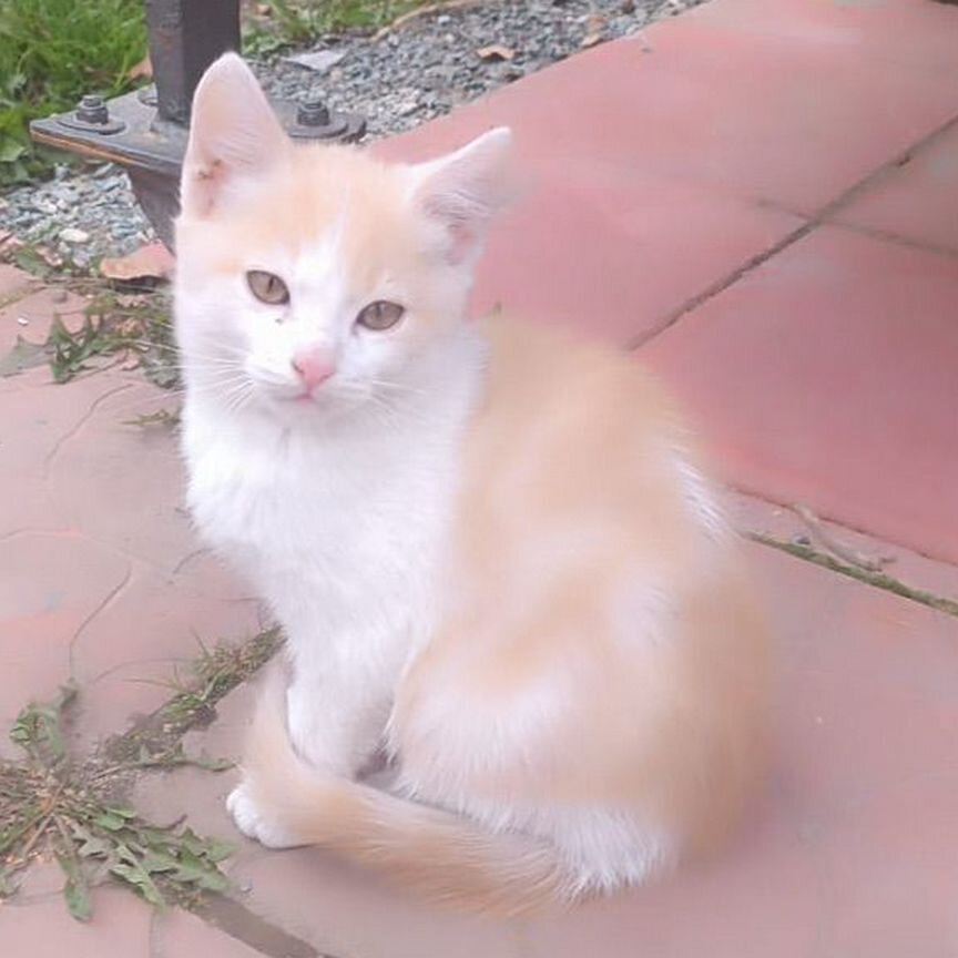 Симба котенок