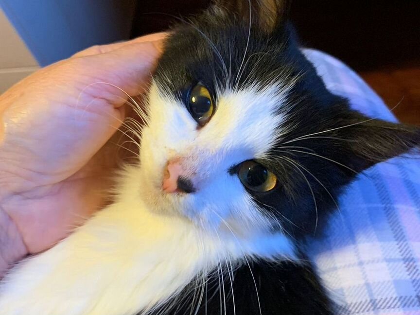 Отдам кота в добрые руки