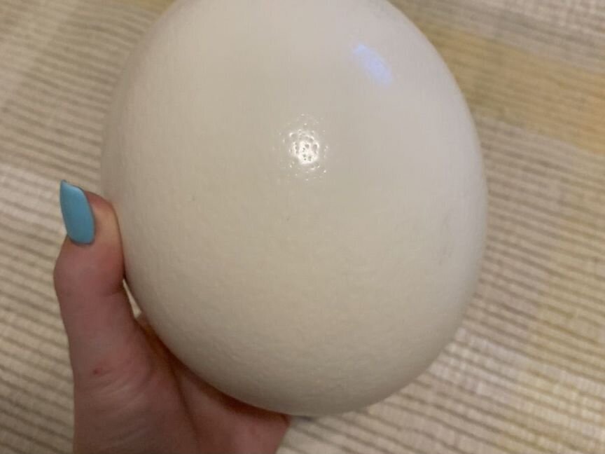 Пустое страусиное яйцо