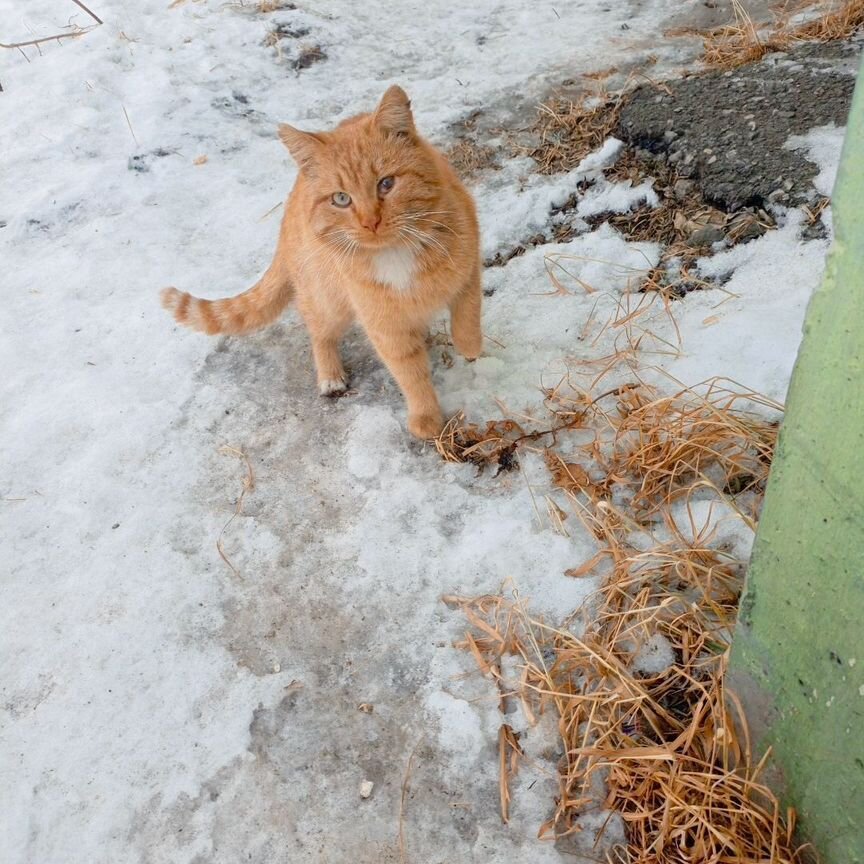 Рыжики выживают