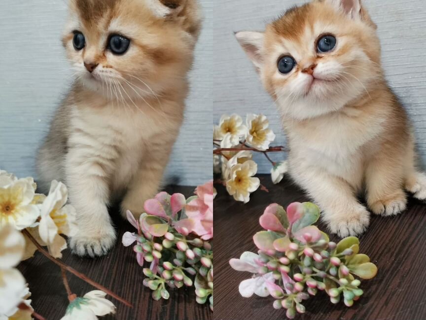 Шотландская золотая. Документы