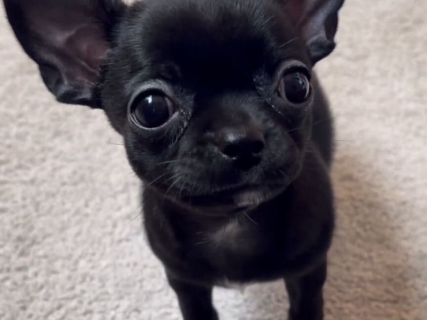 Щенок чихуахуа г/ш (девочка)