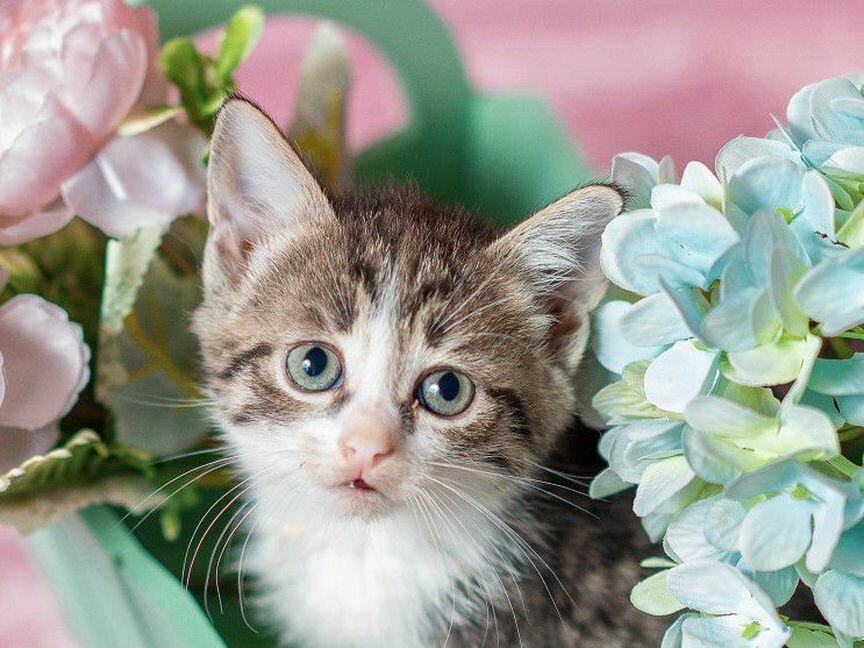 Руфь с бездонными глазами ищет семью