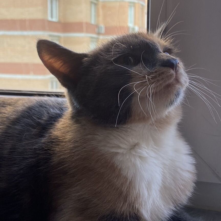 Кошечка викси