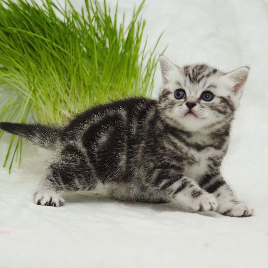 Продам шотландских котяток