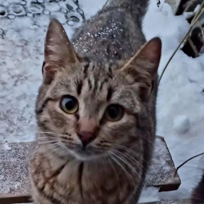 Котик Тебби ищет дом