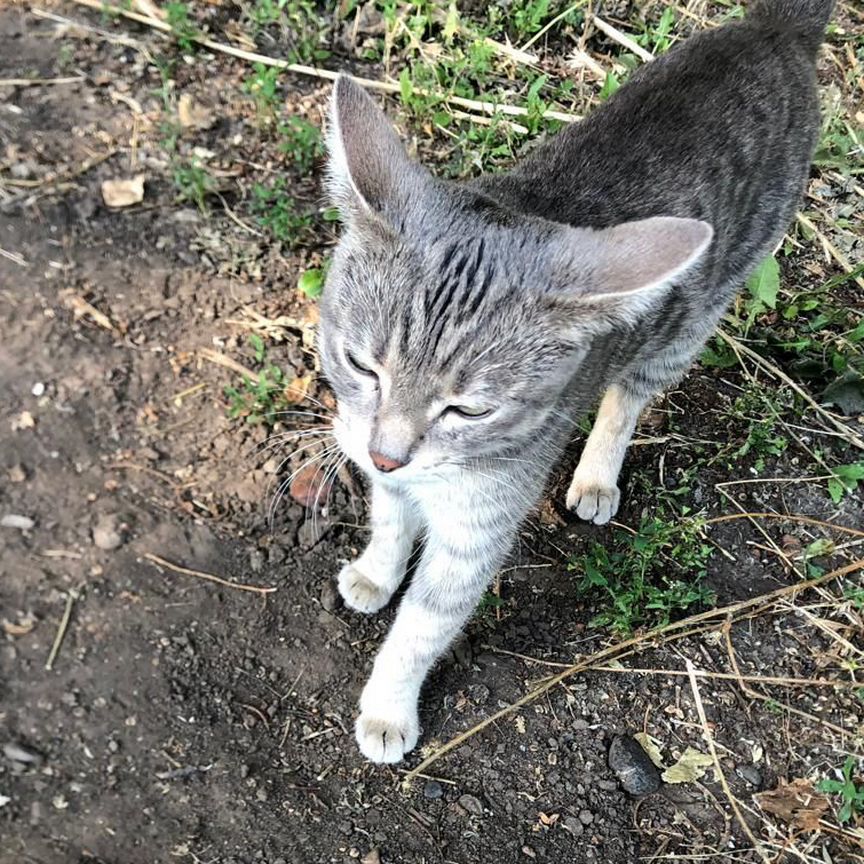 Кошка
