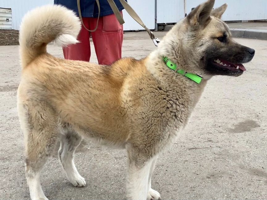 Акита Майя в дар