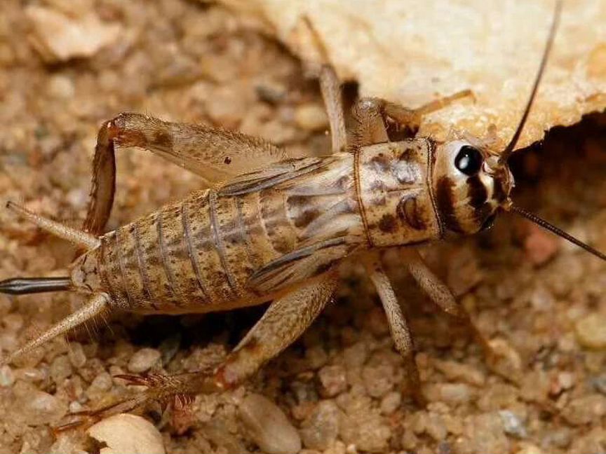 Сверчки,Саранча заморозка