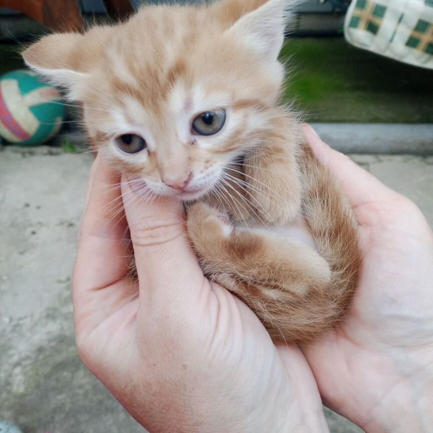Отдаю бесплатно в добрые руки ласковую кошечку