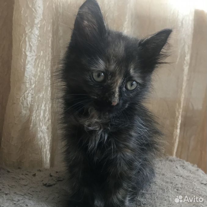 Очаровательный котёнок кошечка