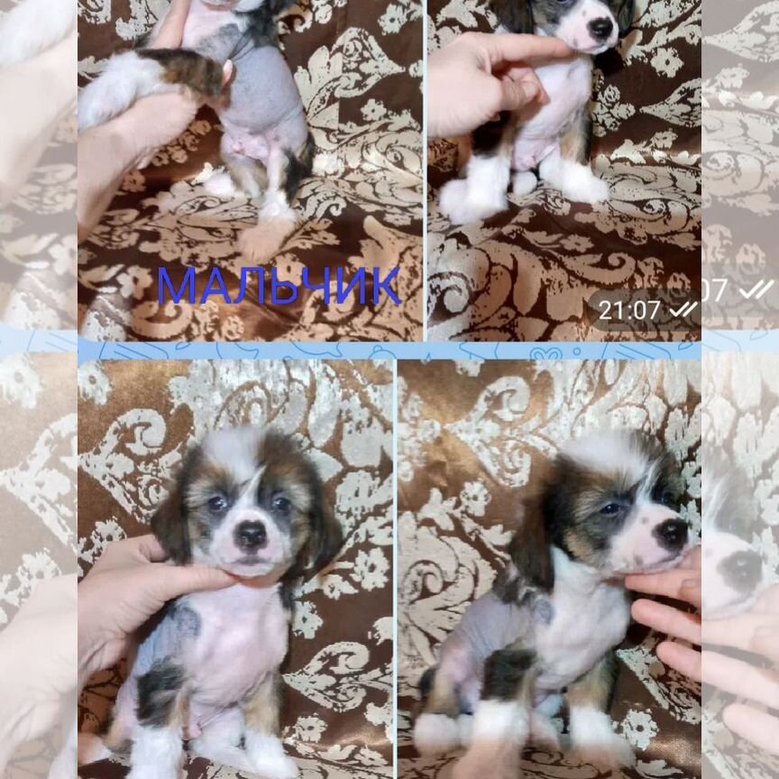 Китайская хохлатая, щенок