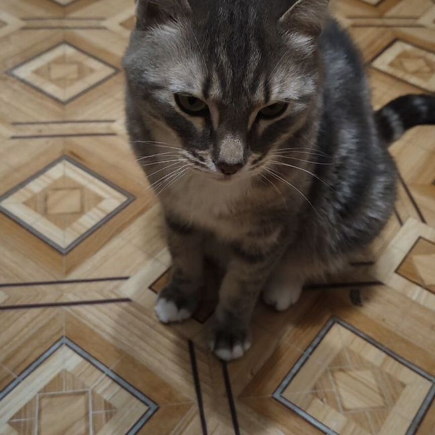 Взрослый кот в добрые руки