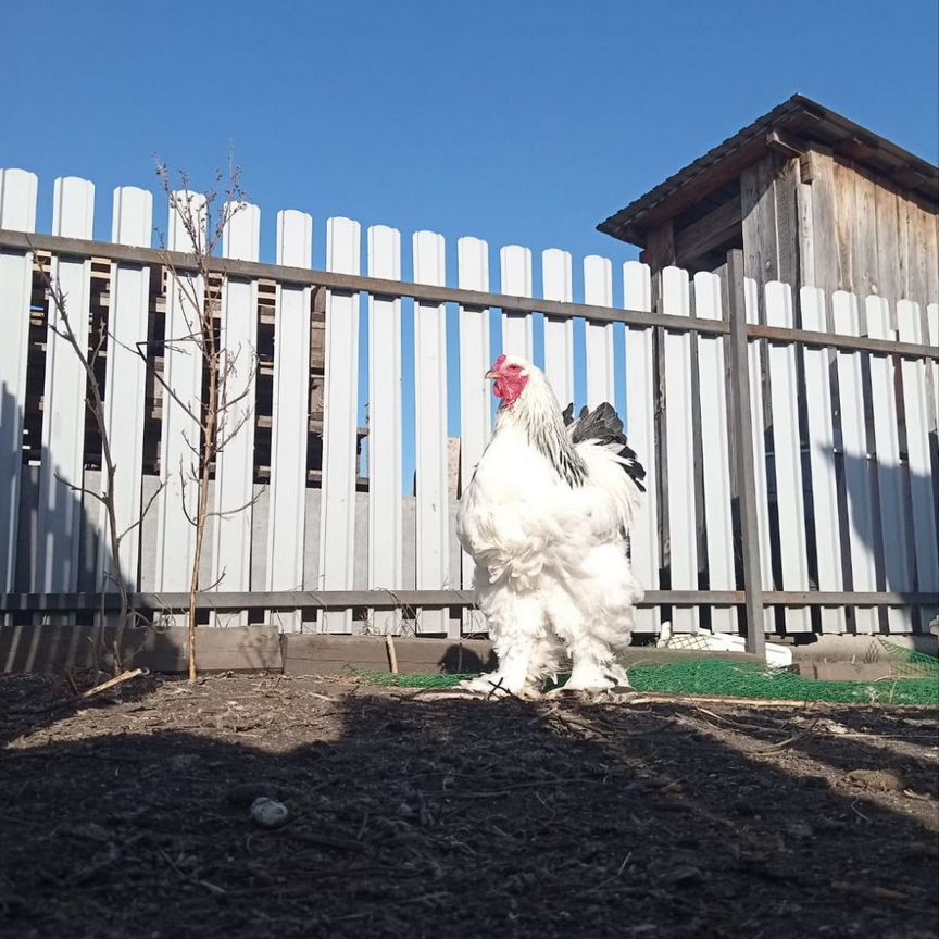 Петух Брама