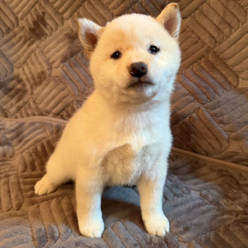 Сиба-ину, щенок