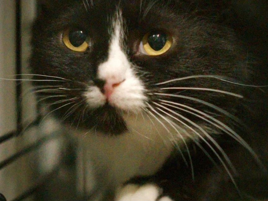 Кошечка Капелька