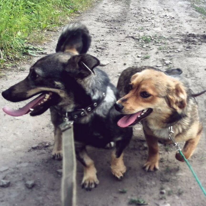 Маленькая квартира собачка в добрые руки