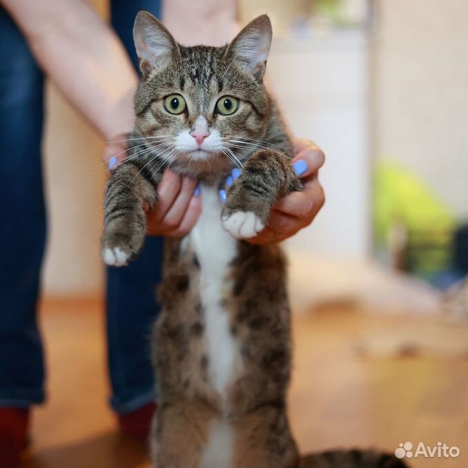 Озорной добрый котик в добрые руки