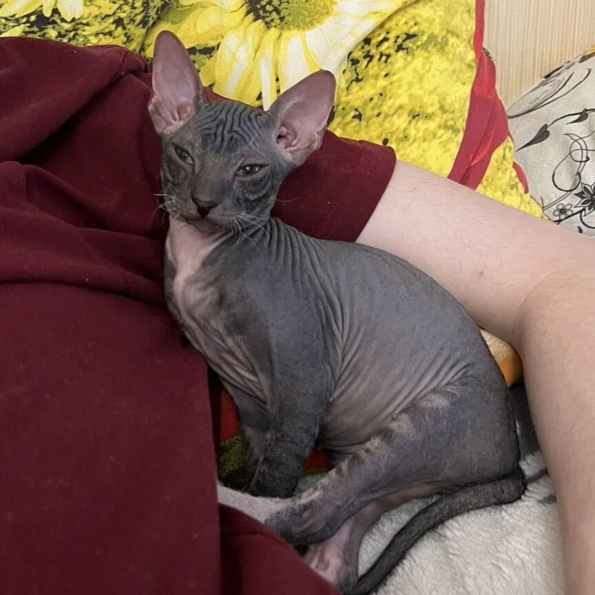 Донской сфинкс котёнок