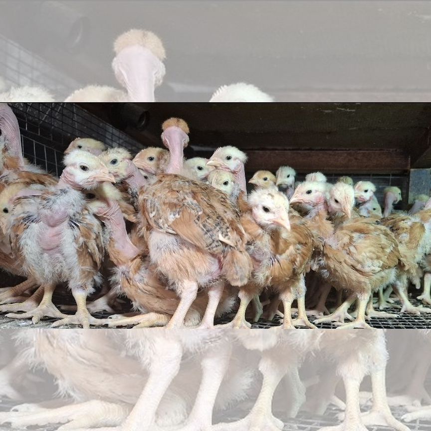 Цыплята голошейки