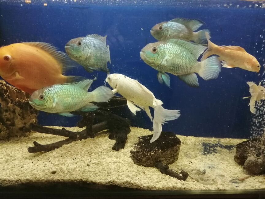 ЦихлидыНаннакара электрик блю