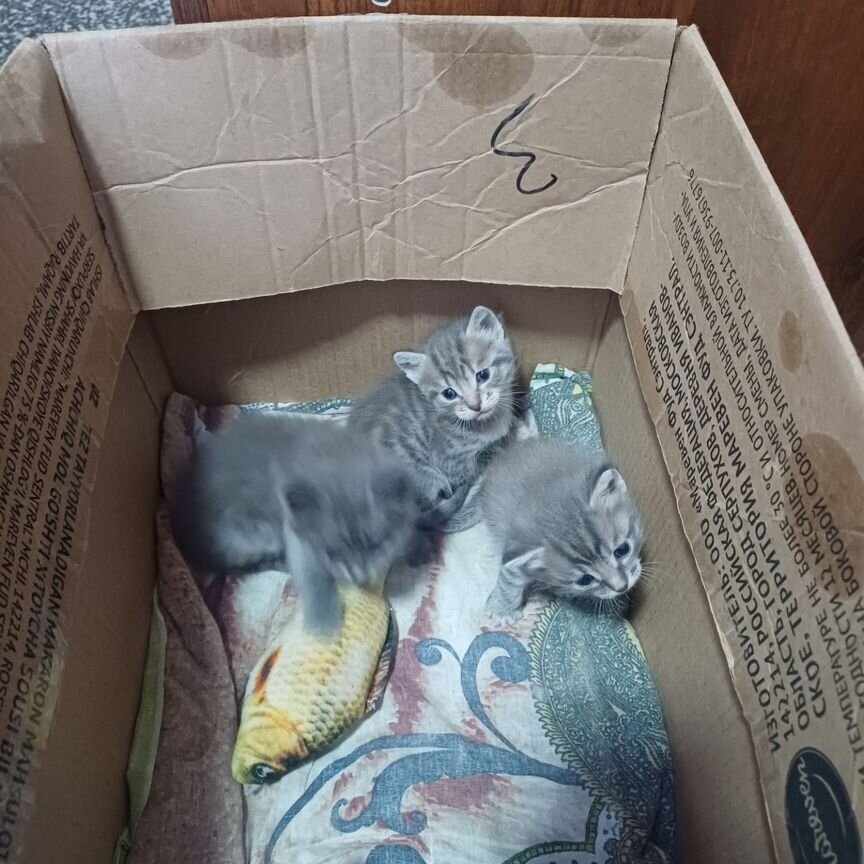 Котята в добрые руки