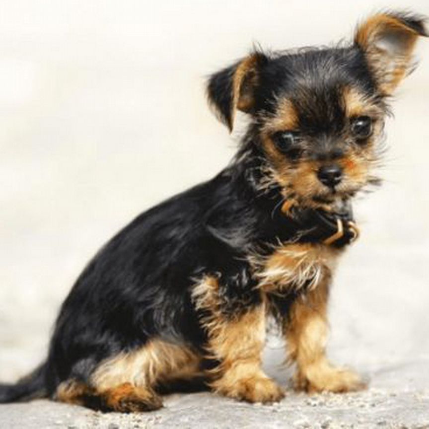 Щенок от частного владельца