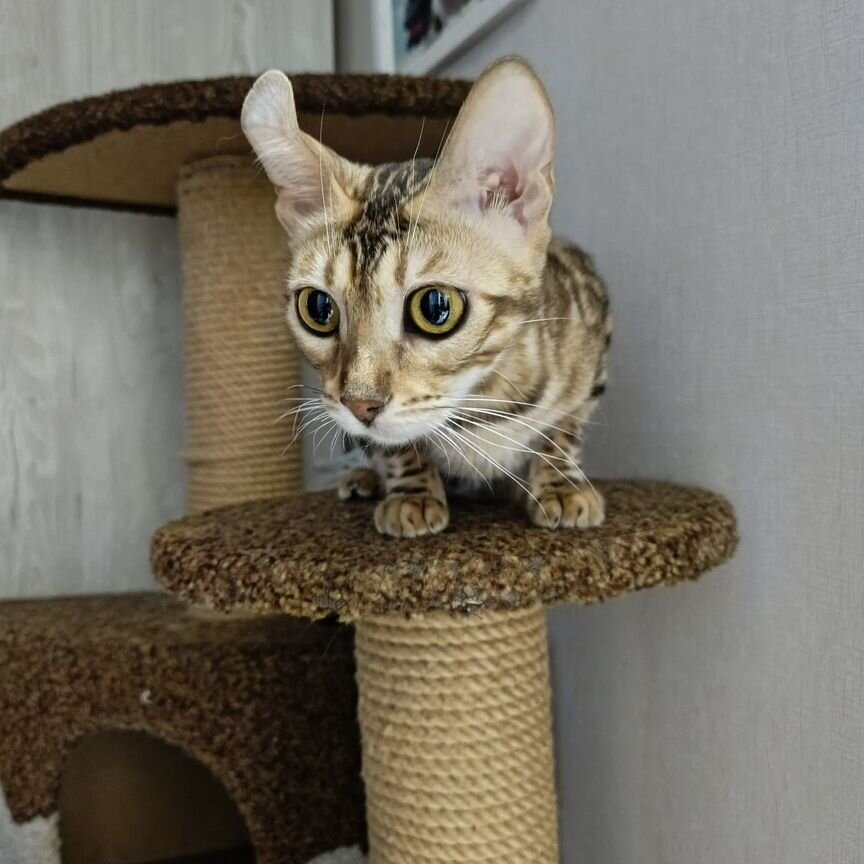 Бенгальская кошка, взрослая