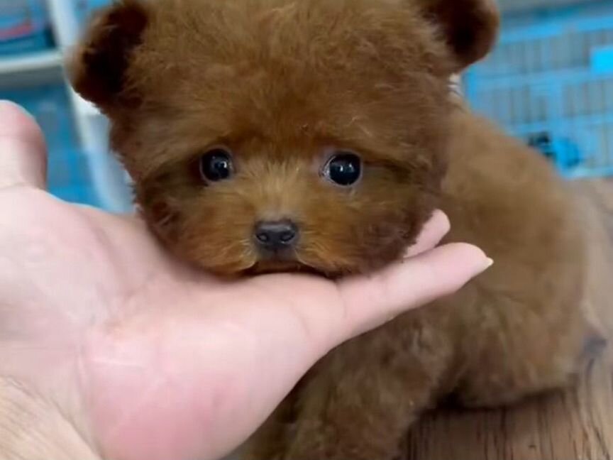 Той-пудель мальчик